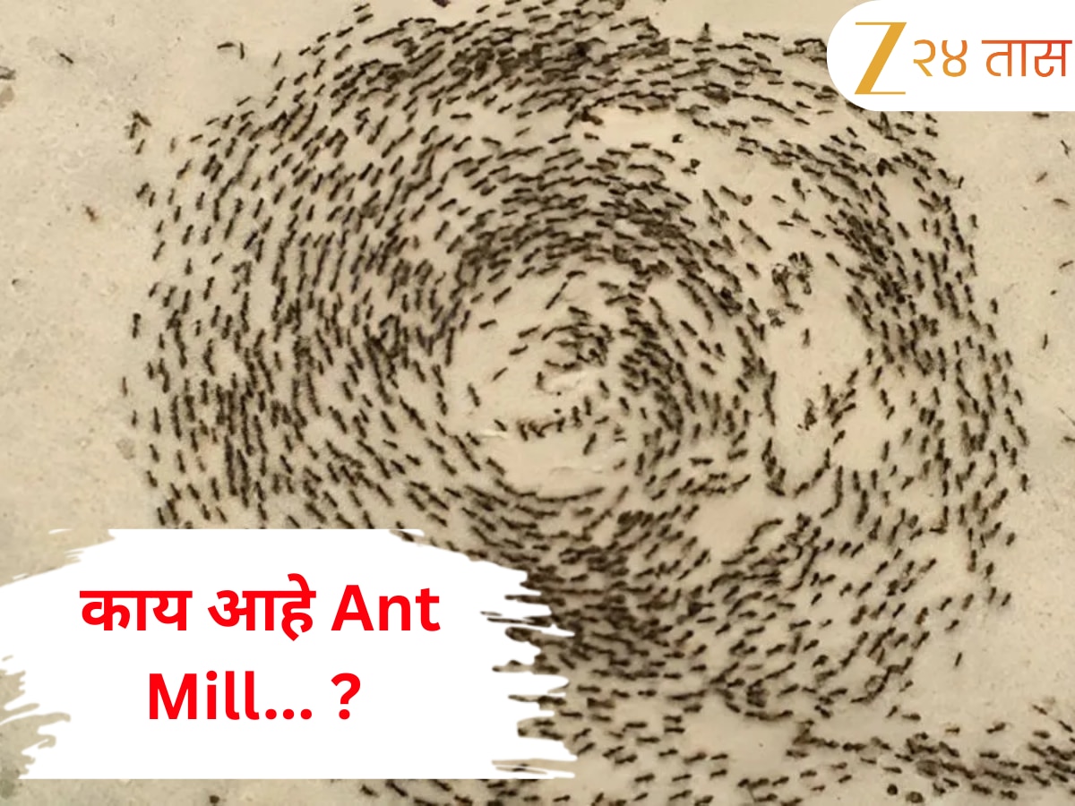 GK What Is Ant Mill The Deadly Circle Where Thousands of Ants March to ...