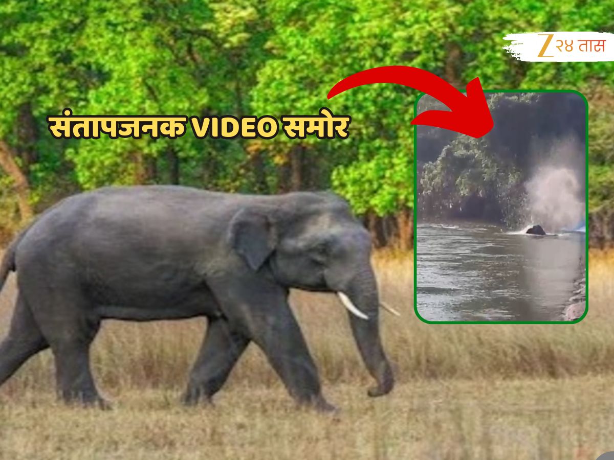 Omkar Elephant explodes twine bomb on elephants body infuriating ...