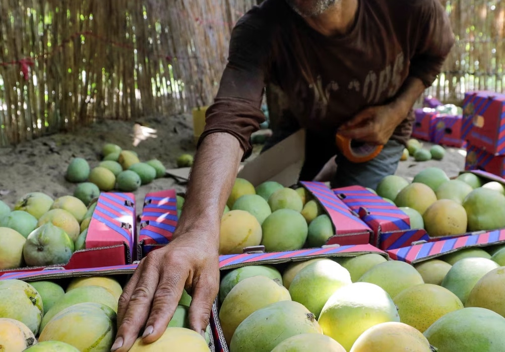 effect of climate change on mango production 2 months delay mangoes ...