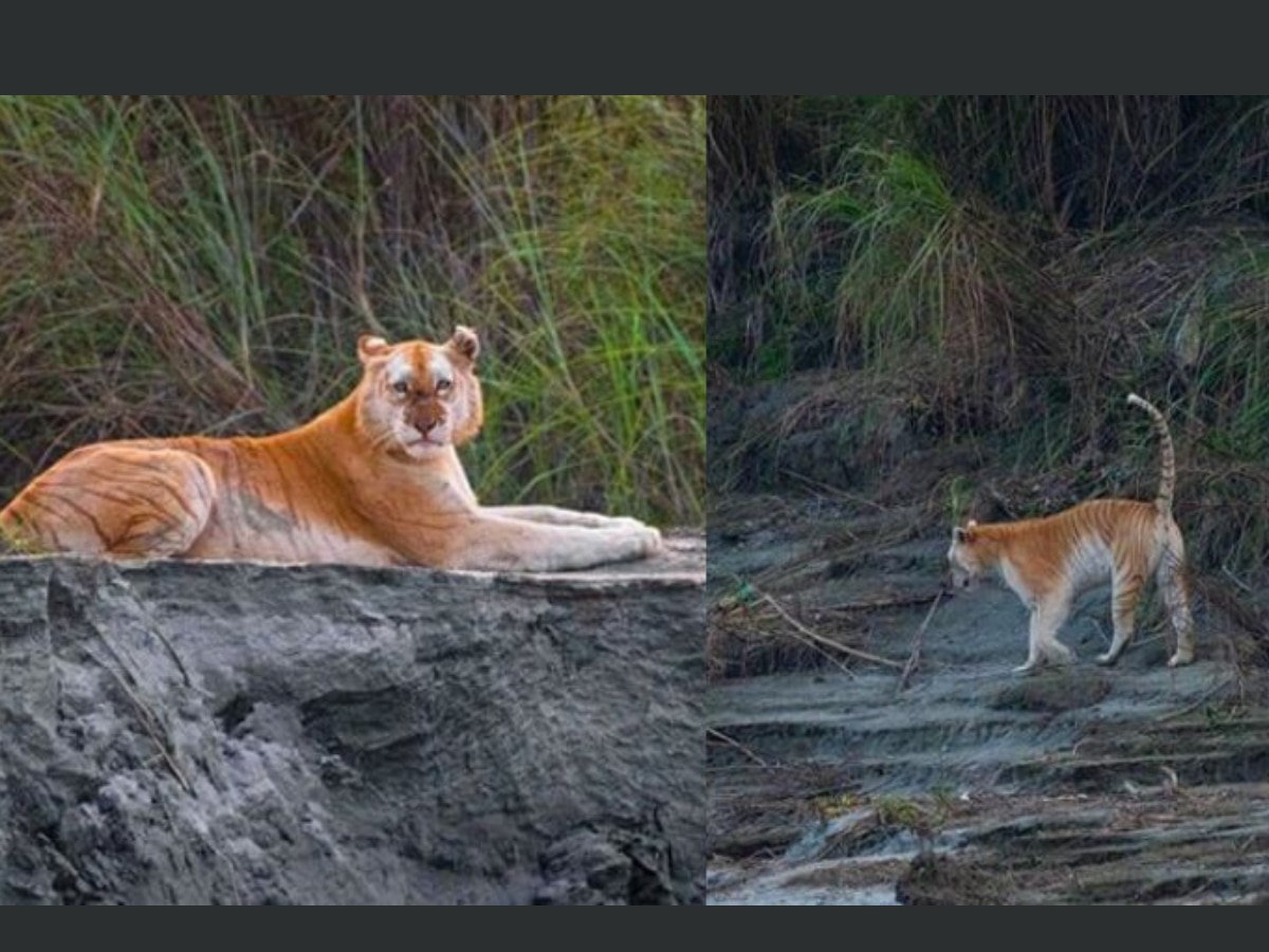 World Most Beautiful Golden Tabby Tiger Spotted In India’s Kaziranga ...