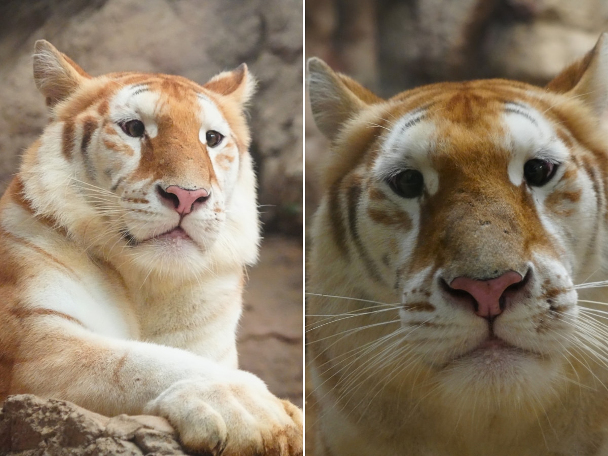 World Most Beautiful Golden Tabby Tiger Spotted In India’s Kaziranga ...