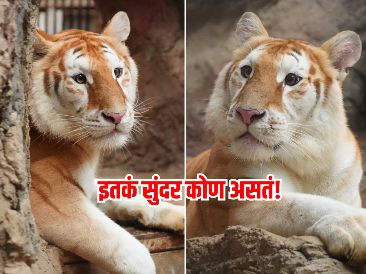 World Most Beautiful Golden Tabby Tiger Spotted In India’s Kaziranga ...