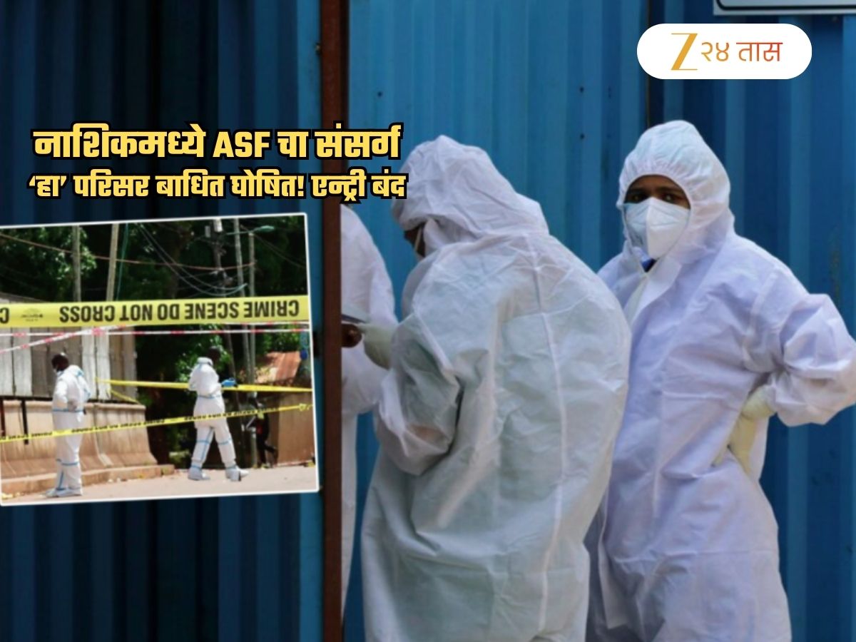 African Swine Fever ASF notification In Nashik 1 km area announced as ...