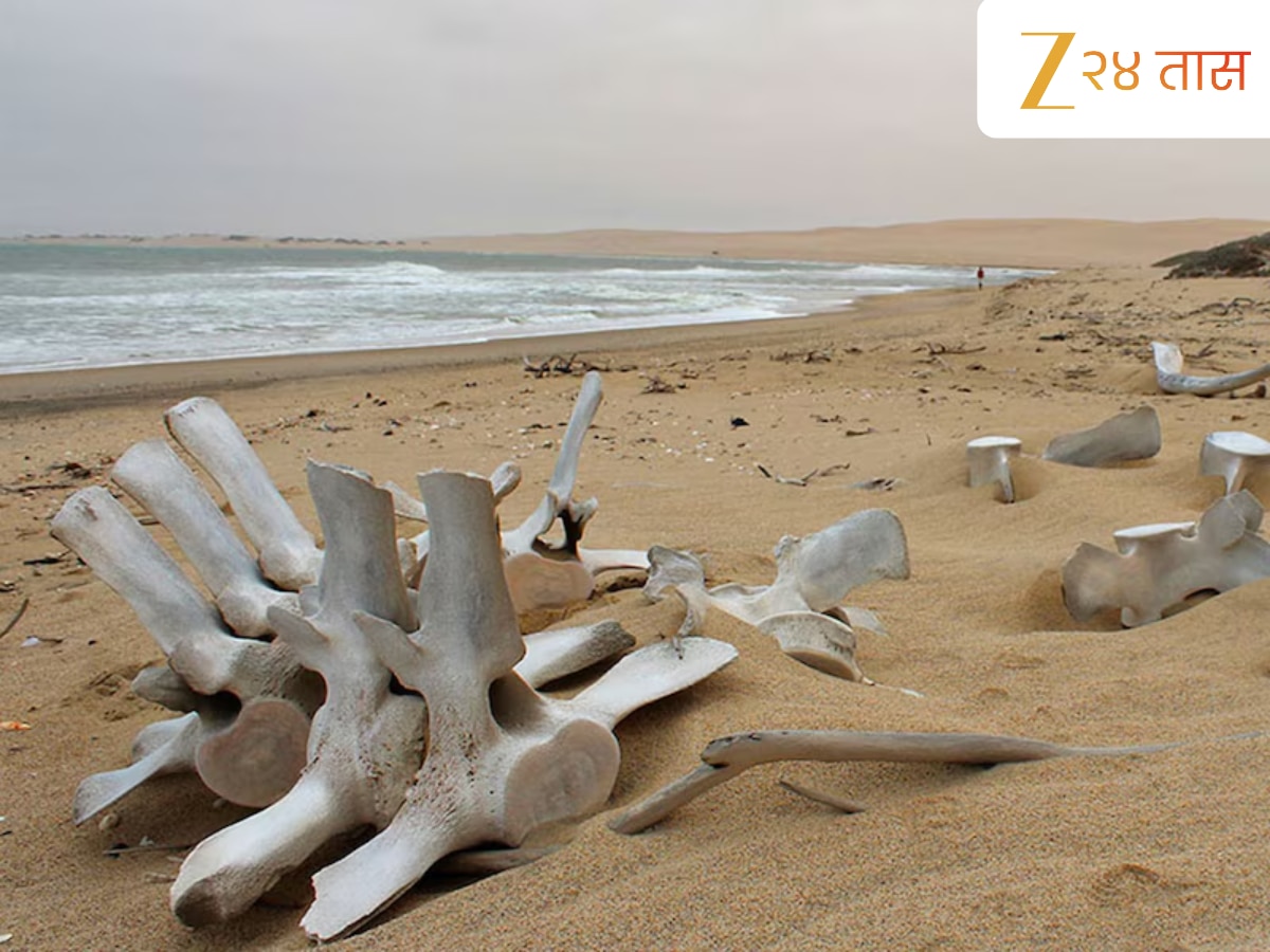 Skeleton Coast Namibia The Deadliest Beach on Earth Where Ships Animals and Humans Have Perished ...