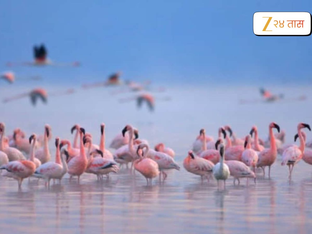Flamingos migration at navi Mumbai wetland see photos, मुंबईच्या 'या ...