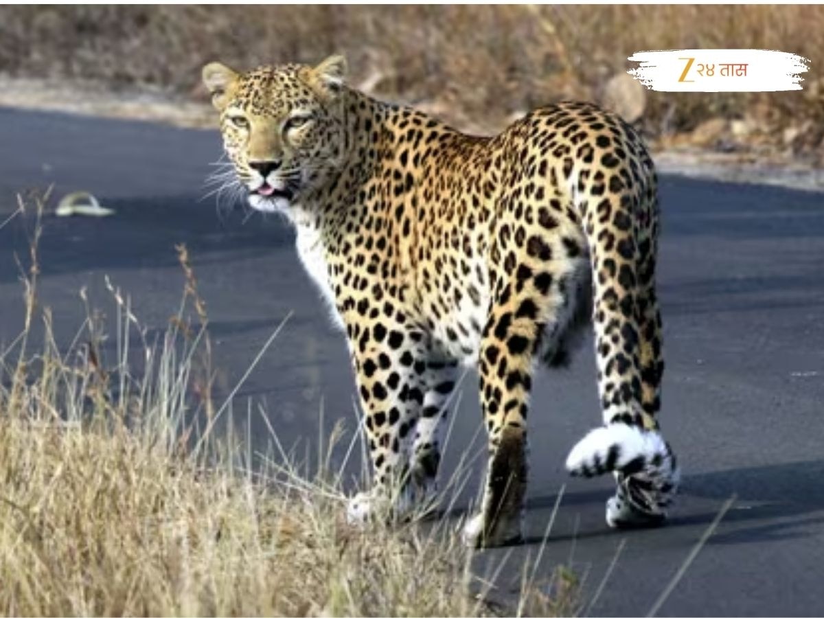 Why has the number of leopards increased in Maharashtra ganesh naik ...