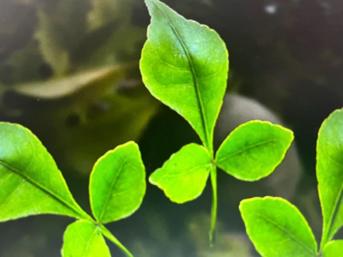 Ayurvedic bael leaves uses for stomach problems and immunity boost ...