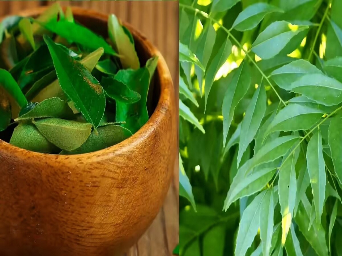 Curry leaves suddenly Rs 600 per kg Curry Leaves Price Hike ...