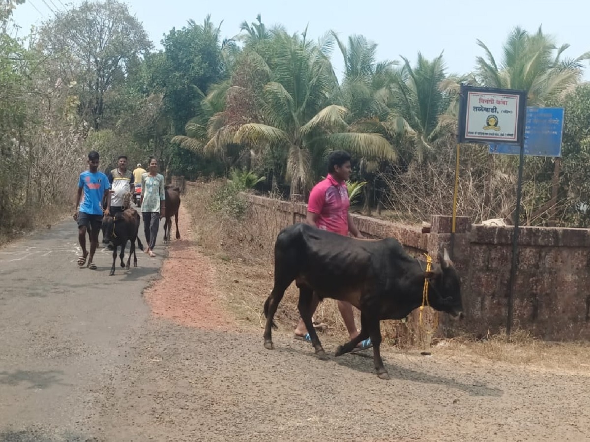 Sindhudurg Waigani Village Gaavpalan Ritual 2026 Konkan Tradition ...