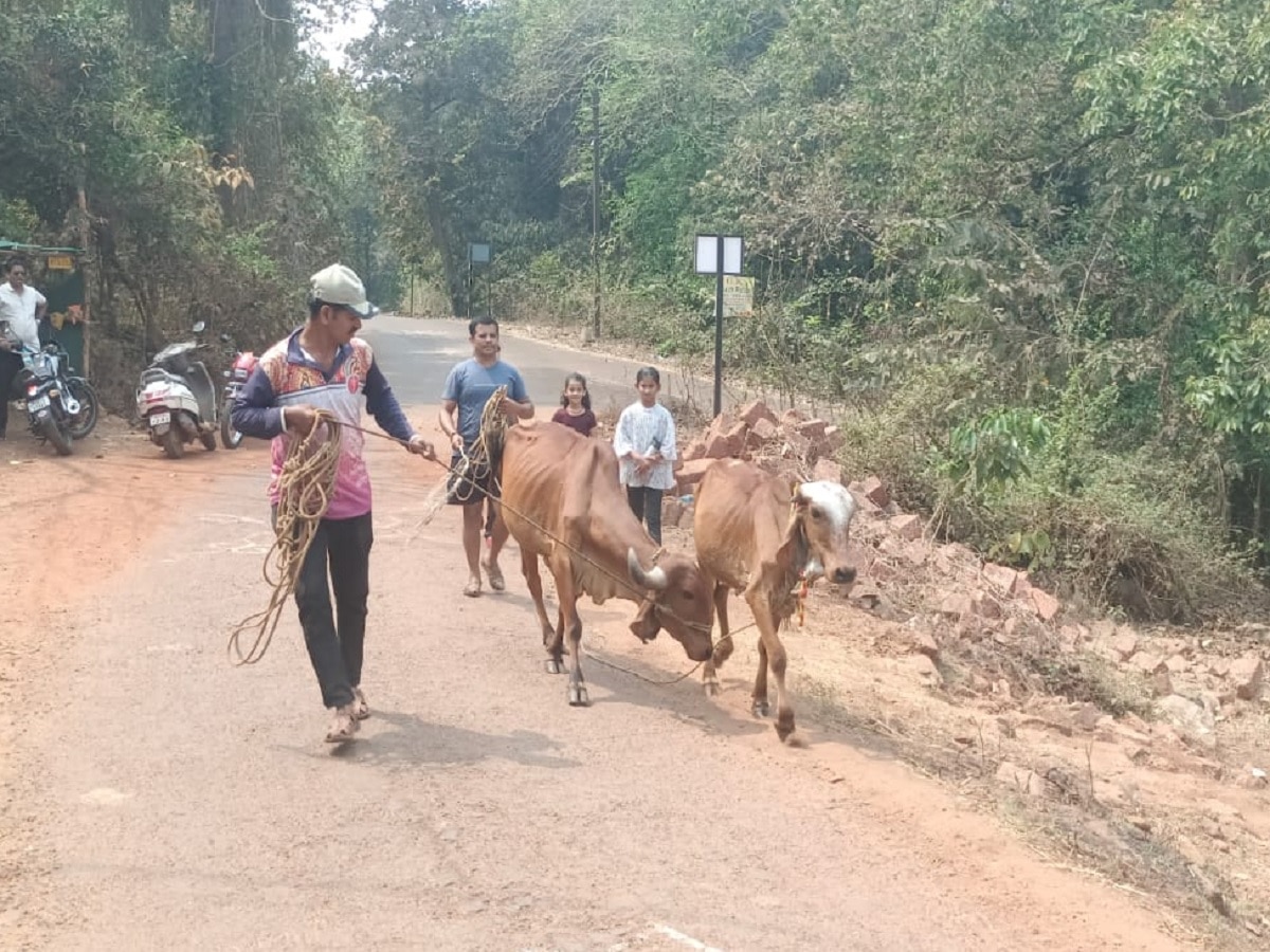 Sindhudurg Waigani Village Gaavpalan Ritual 2026 Konkan Tradition ...