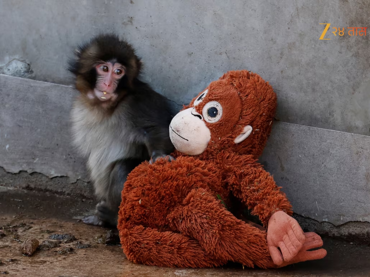 viral news Punch monkey Japan Viral Monkey Emotional Support Plushie ...