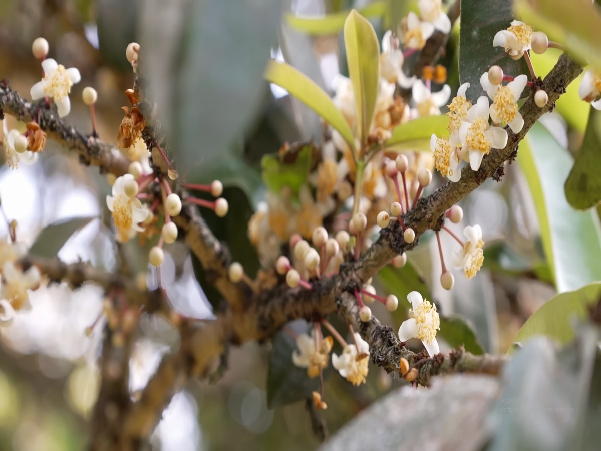 Kokan Tourism Asoli Village Famous for Sarangi Flowers Offbeat Summer ...