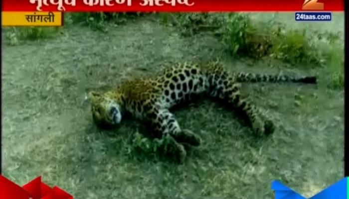 Bibtya News in Marathi, Latest Bibtya news, photos, videos | Zee News ...