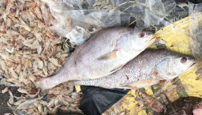 ghol-masa News in Marathi, Latest ghol-masa news, photos, videos | Zee ...